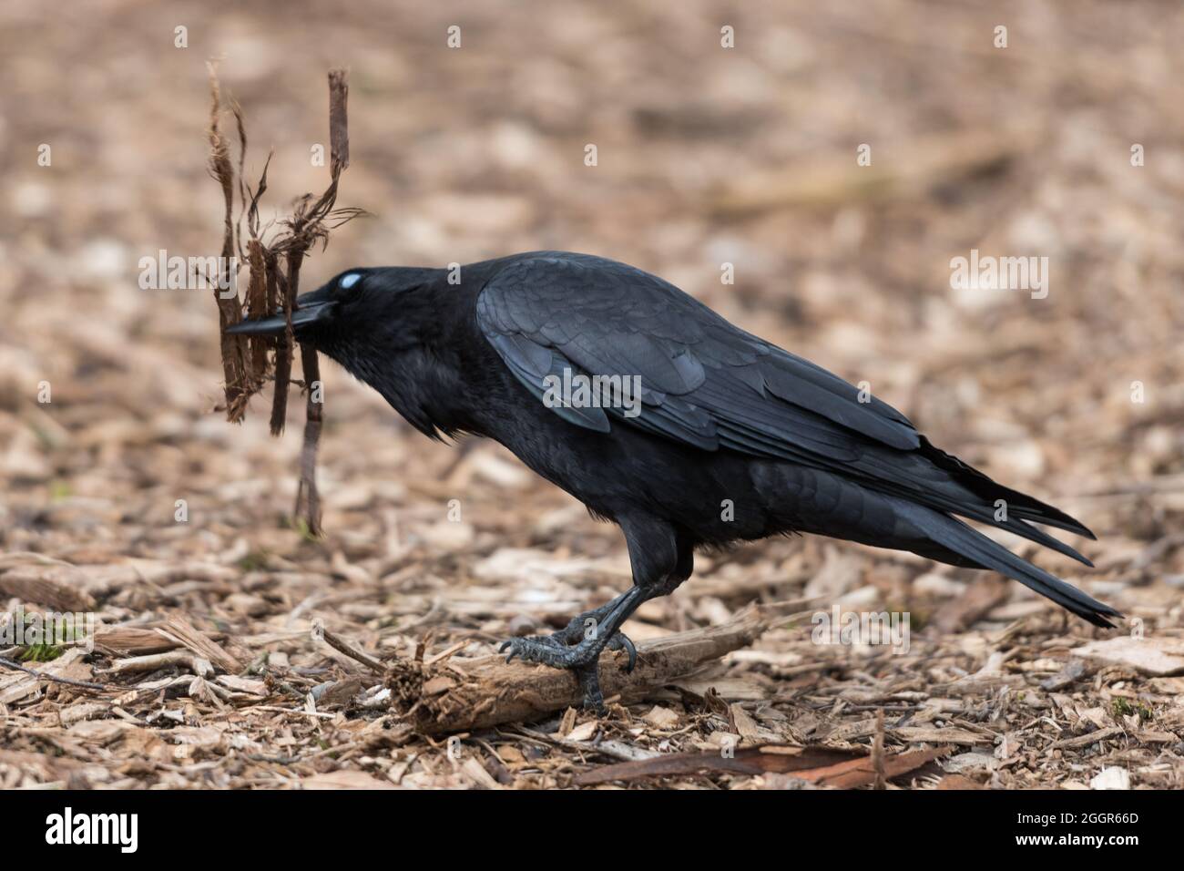 A crow gathering sticks for a nest in Cal Anderson park Stock Photo - Alamy