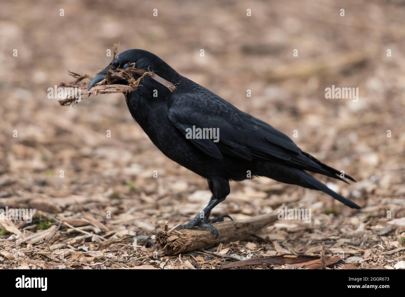 Bird gathering sticks hi-res stock photography and images - Alamy