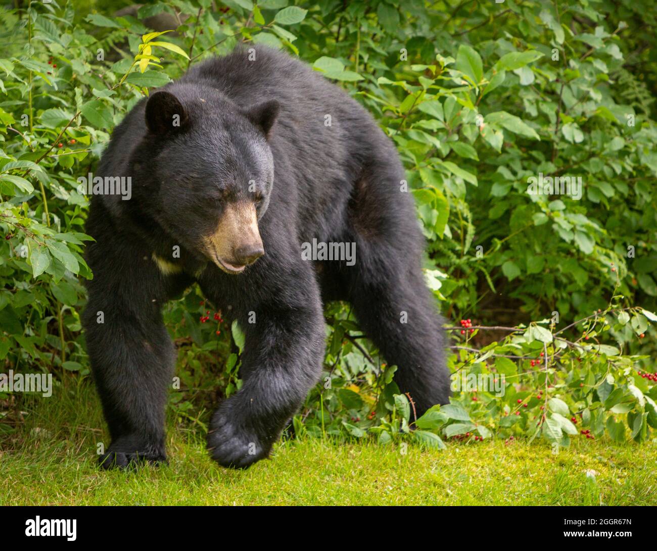 WARREN, VERMONT, USA - American black bear. Ursus americanus Stock ...