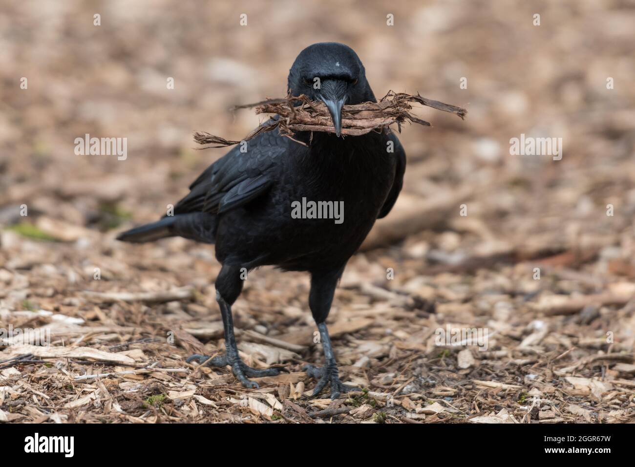 A crow gathering sticks for a nest in Cal Anderson park Stock Photo - Alamy