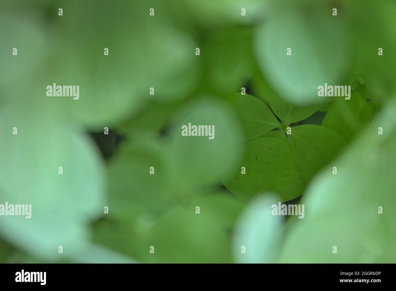 A flower behind flowers Stock Photo - Alamy