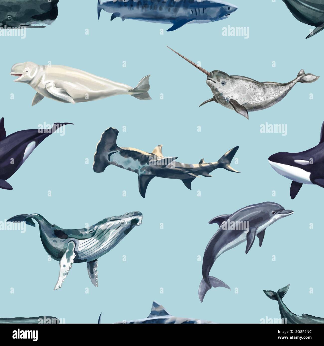 Orca Whales Dolphins Sharks