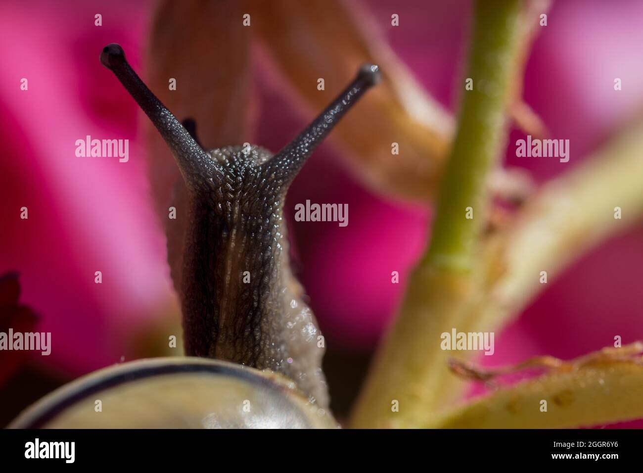 Purple flower with a snail hi-res stock photography and images - Alamy
