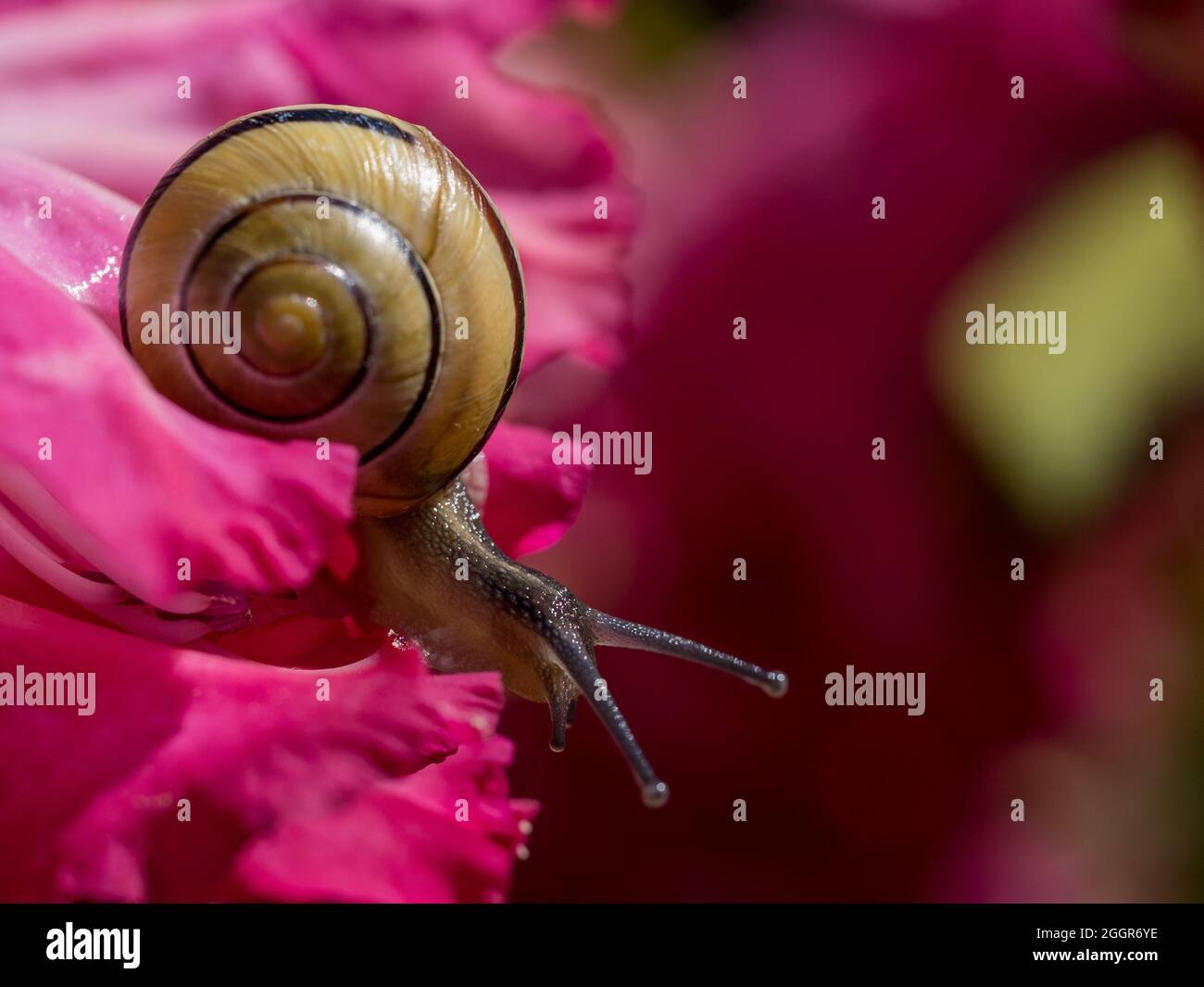 Purple flower with a snail hi-res stock photography and images - Alamy
