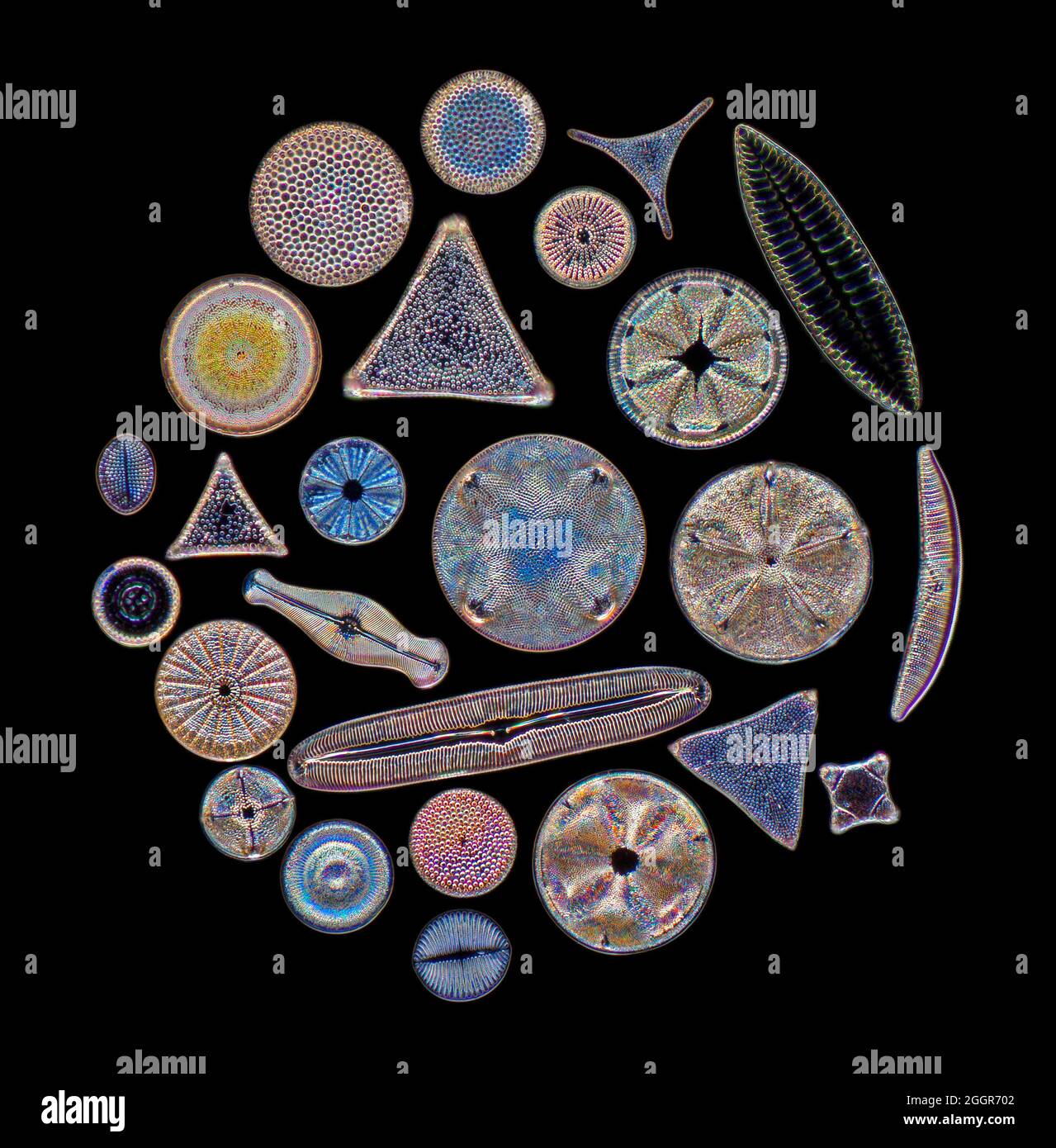 Diatom biodiversity, dark field micrograph Stock Photo - Alamy