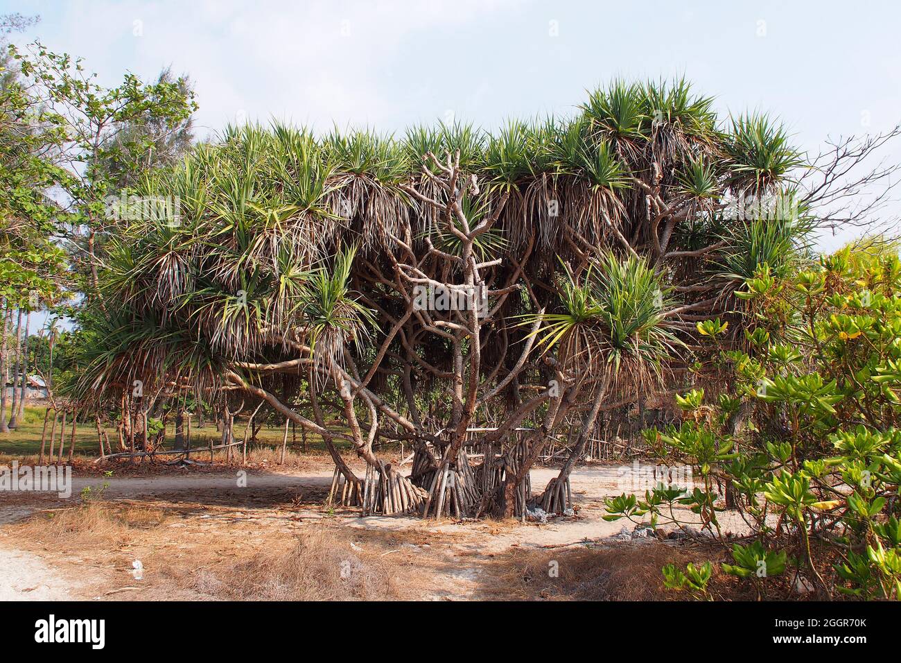 pandan, screw palm, screw pine, Schraubenbäume, Pandanus, csavarpálma ...