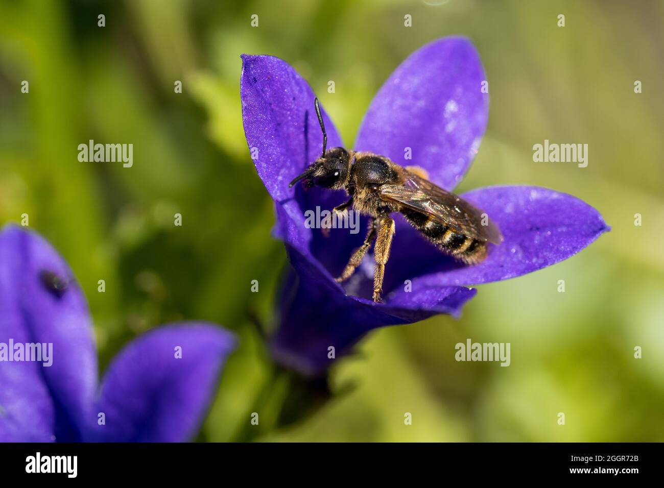 Bee on a violet flower with blurred green background Stock Photo - Alamy