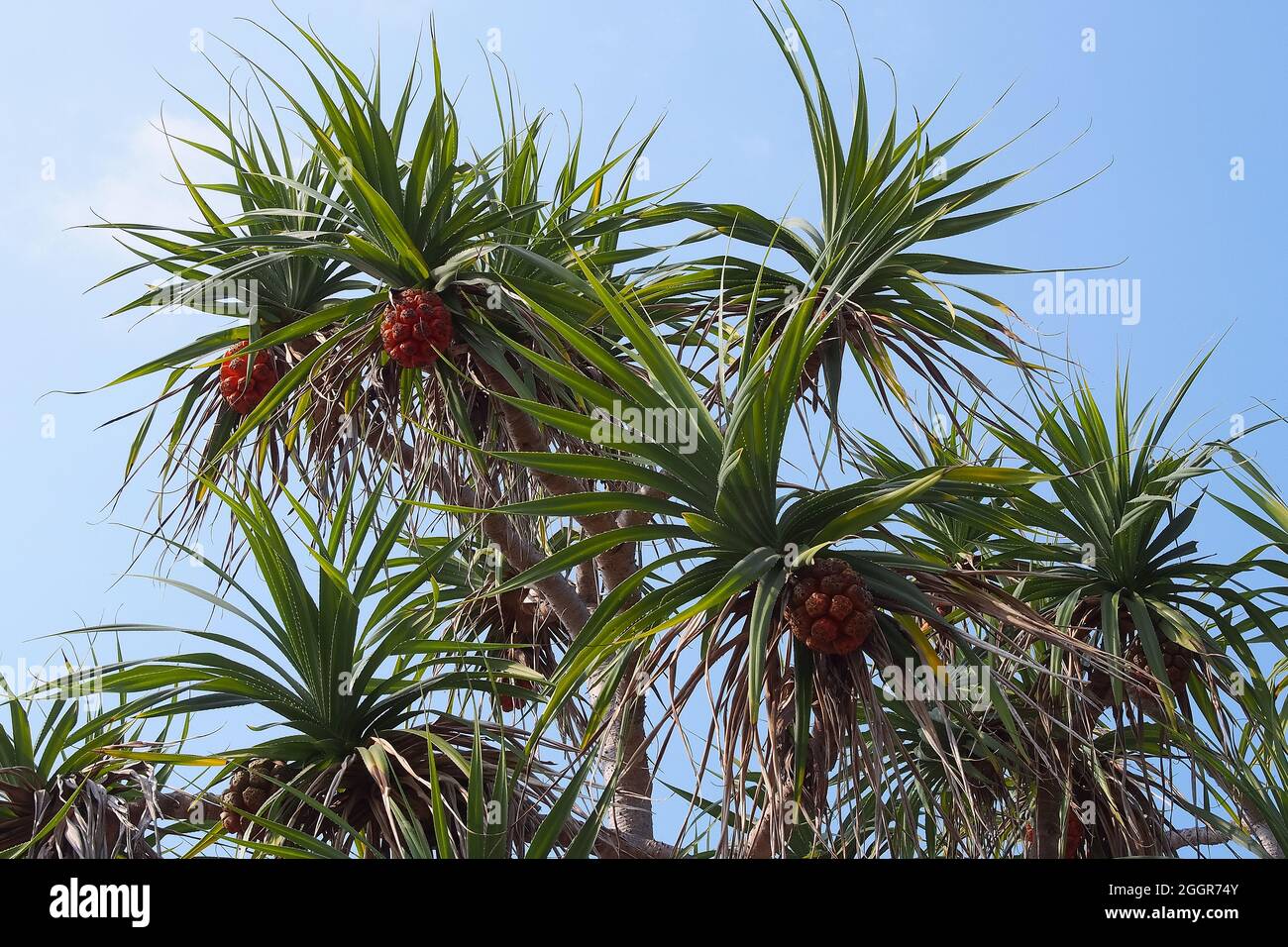 pandan, screw palm, screw pine, Schraubenbäume, Pandanus, csavarpálma ...