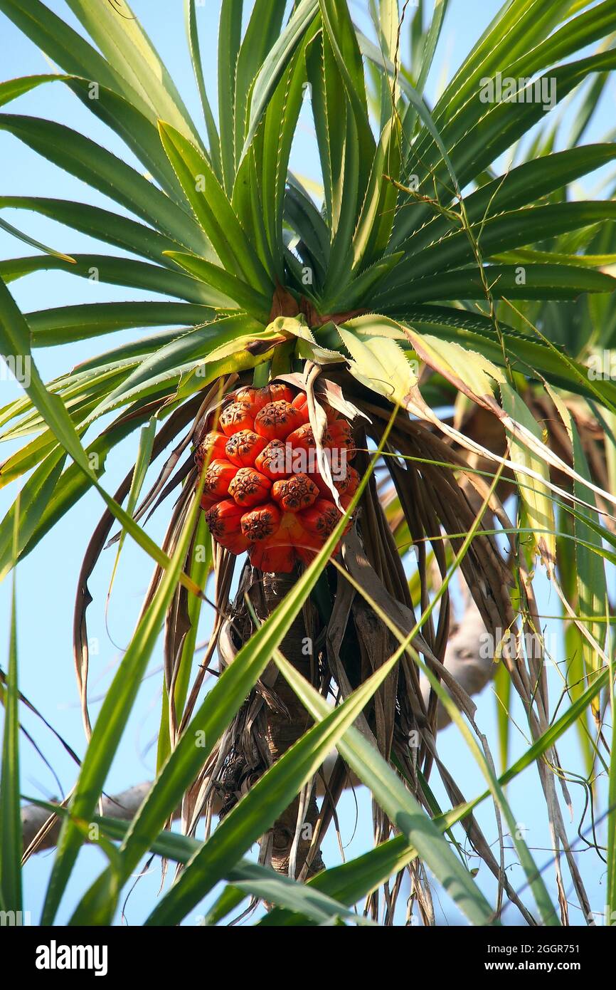 pandan, screw palm, screw pine, Schraubenbäume, Pandanus, csavarpálma ...