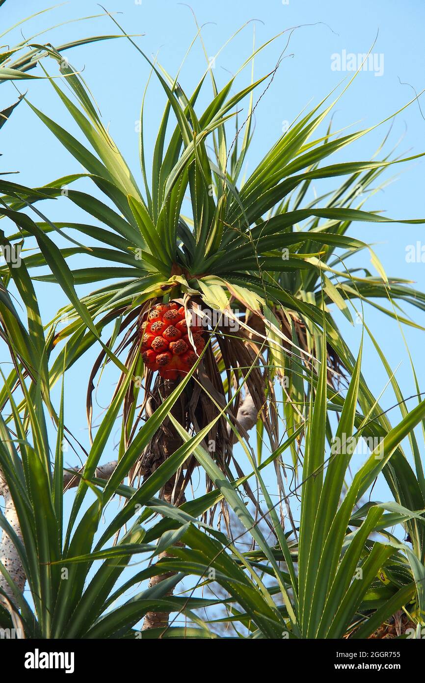 pandan, screw palm, screw pine, Schraubenbäume, Pandanus, csavarpálma ...