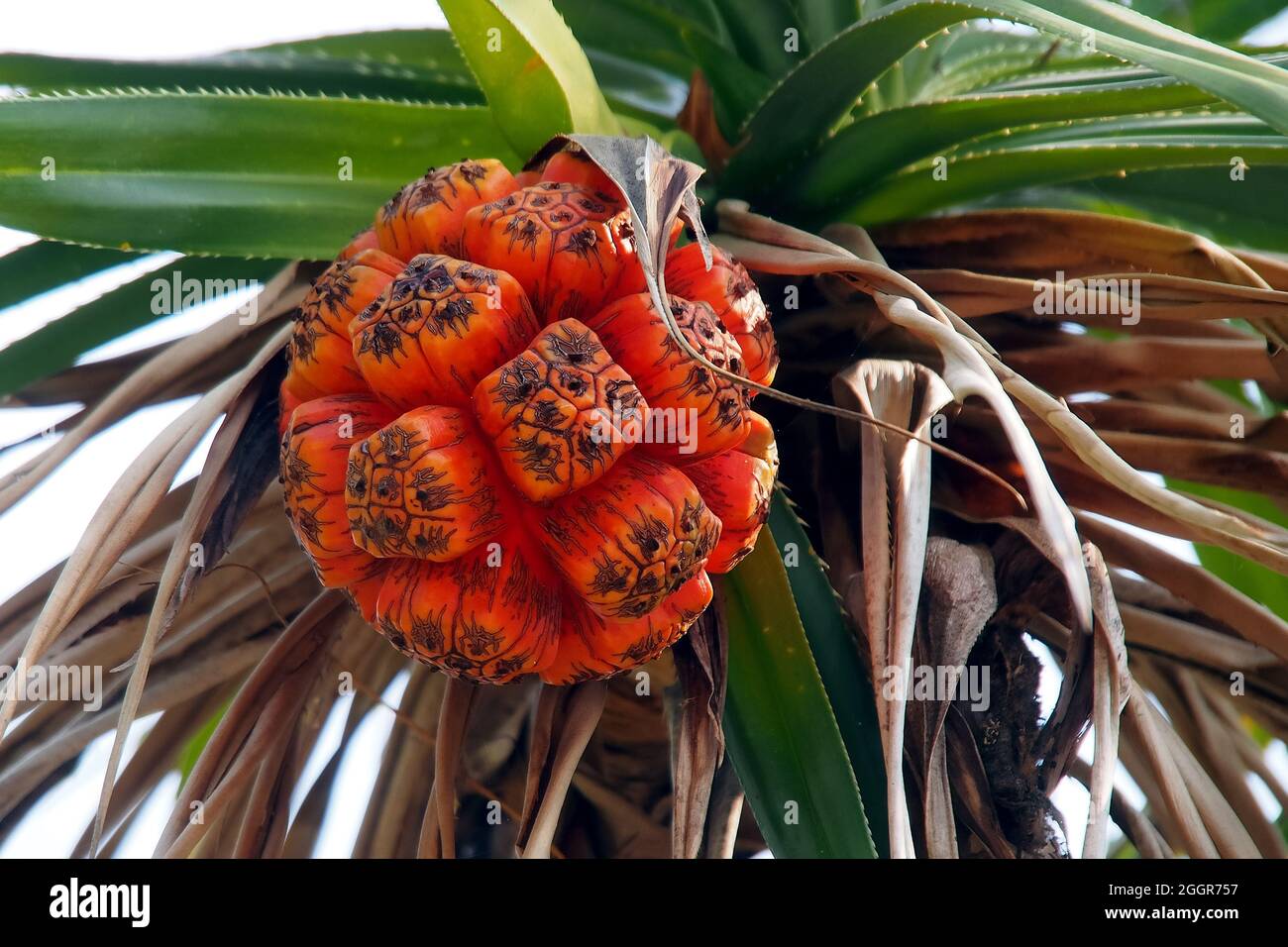 pandan, screw palm, screw pine, Schraubenbäume, Pandanus, csavarpálma ...