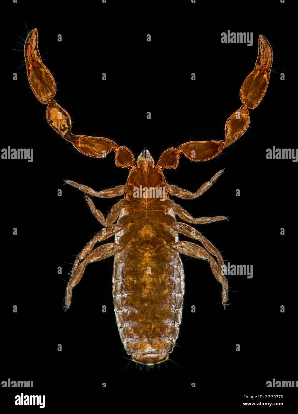 Book scorpion hi-res stock photography and images - Alamy