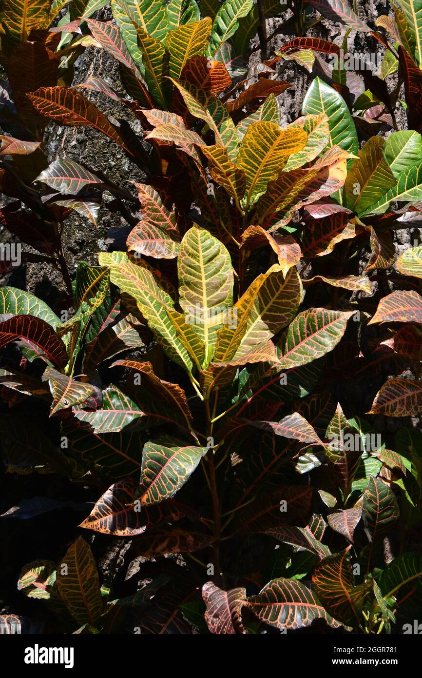 fire croton, garden croton, variegated croton, Kroton, Wunderstrauch ...