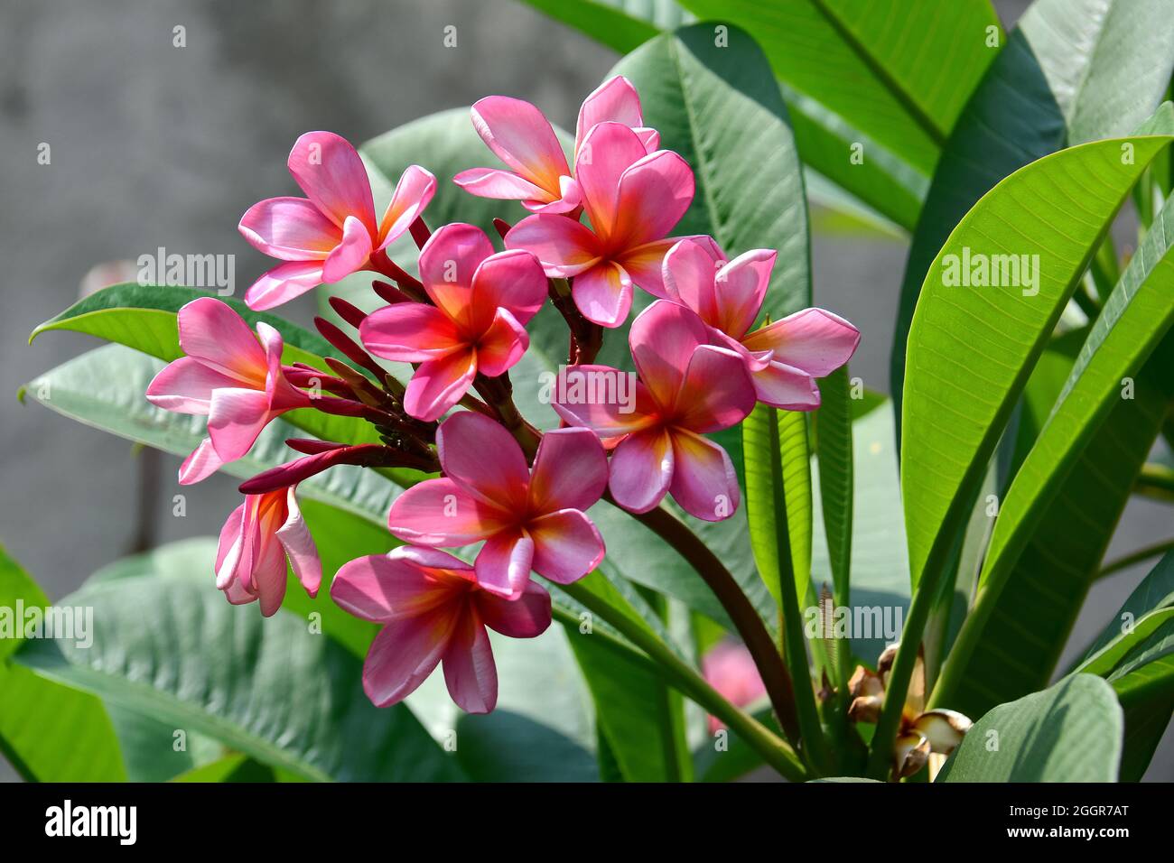 frangipani, red-jasmine, red frangipani, common frangipani, temple tree ...