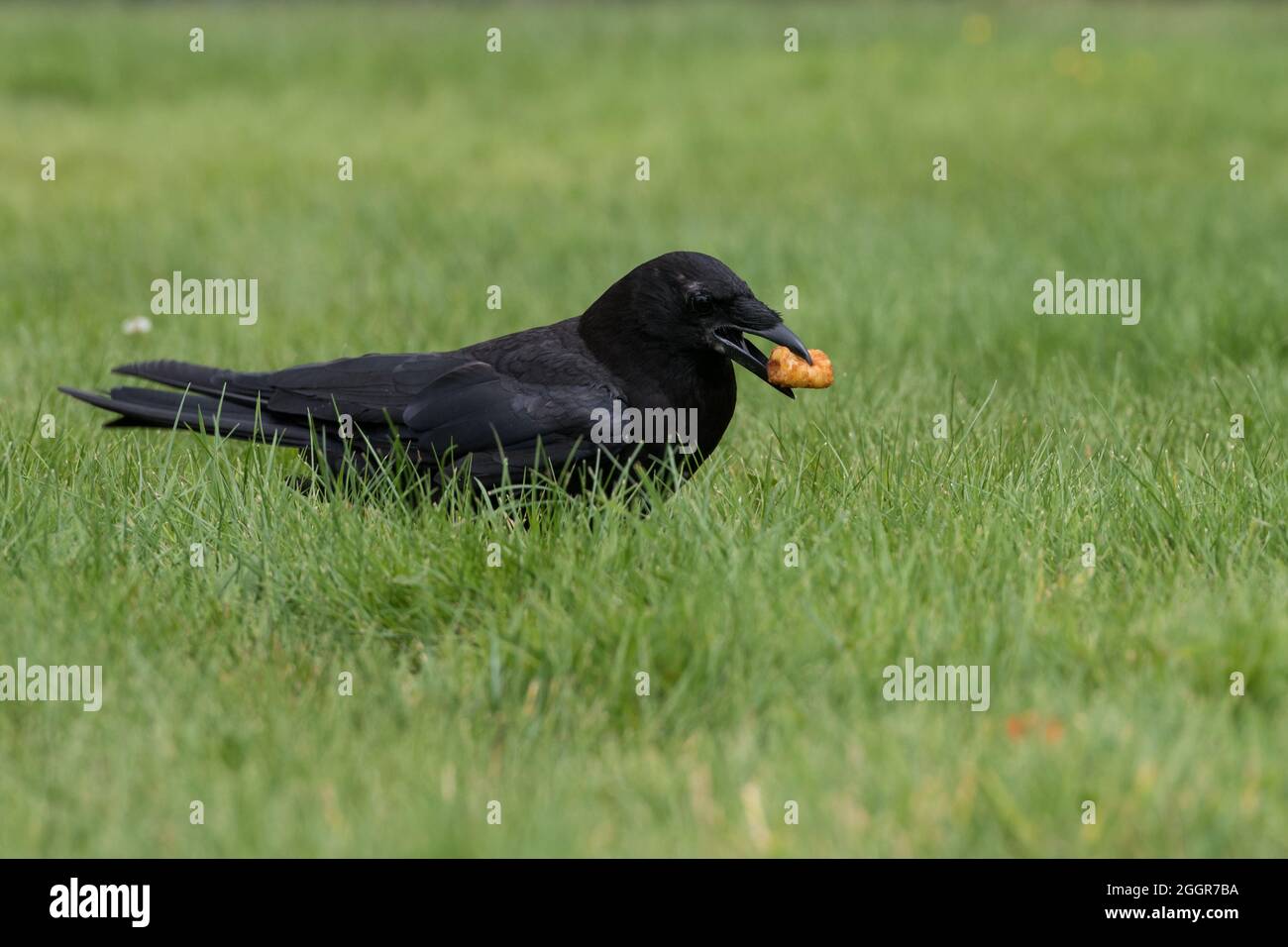A crow in Myrtle Edwards Park eating a tater tot Stock Photo - Alamy