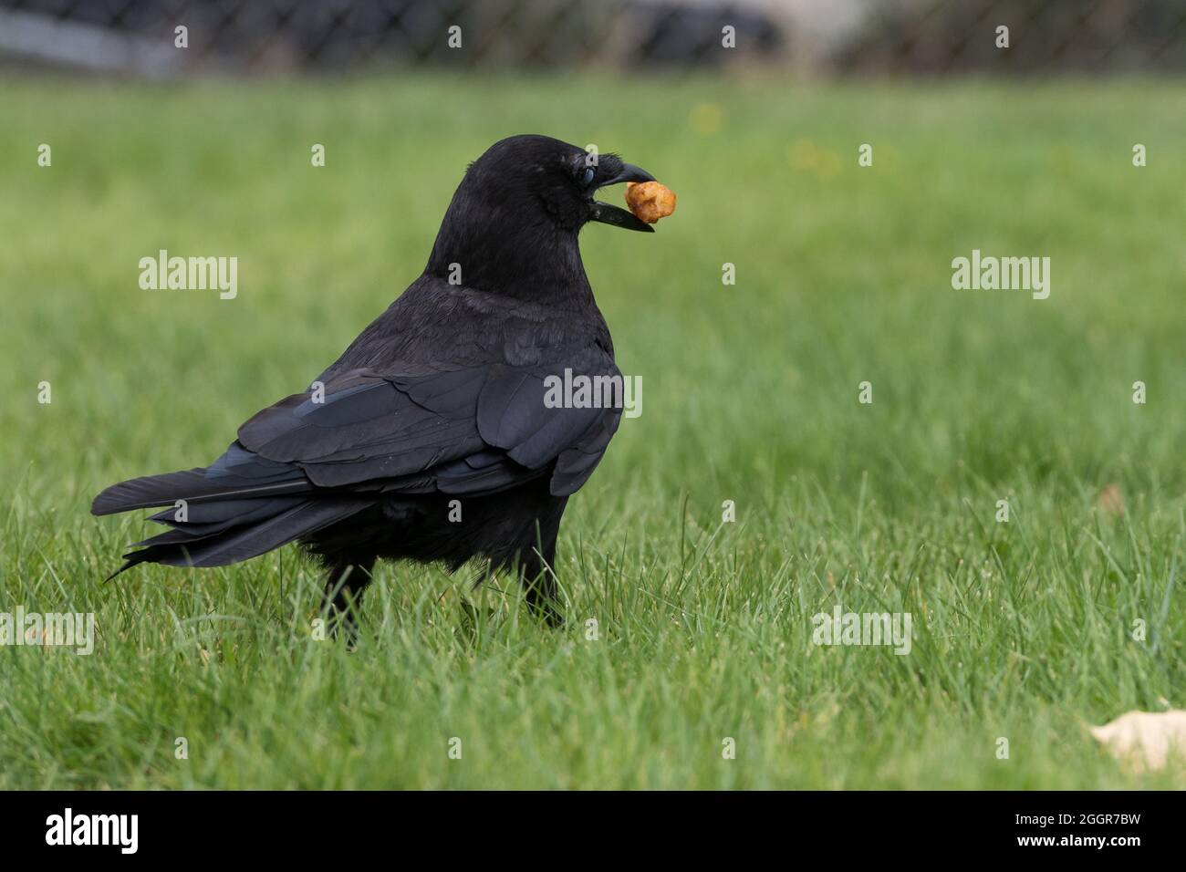 A crow in Myrtle Edwards Park eating a tater tot Stock Photo - Alamy