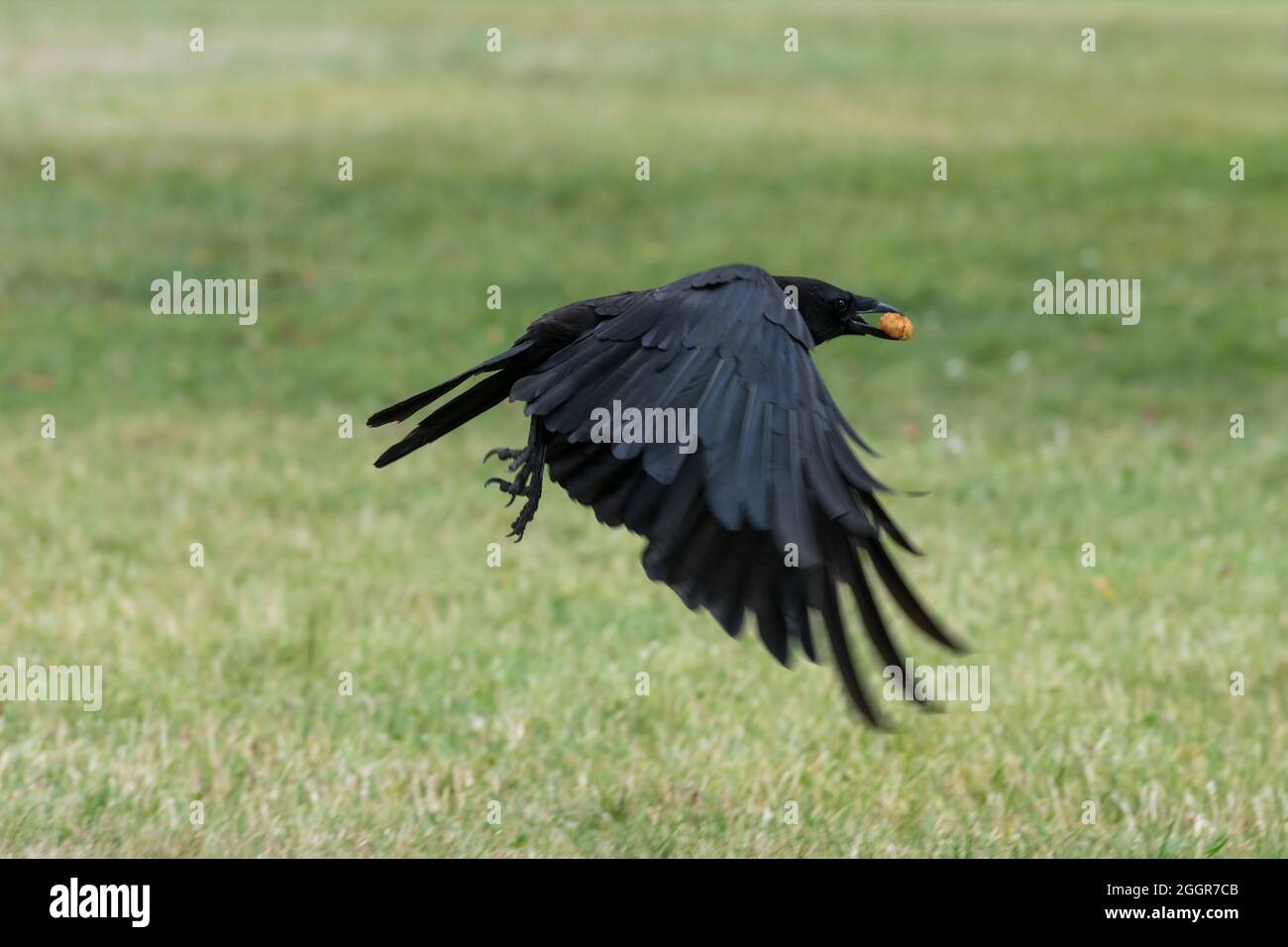 A crow in Myrtle Edwards Park eating a tater tot Stock Photo - Alamy