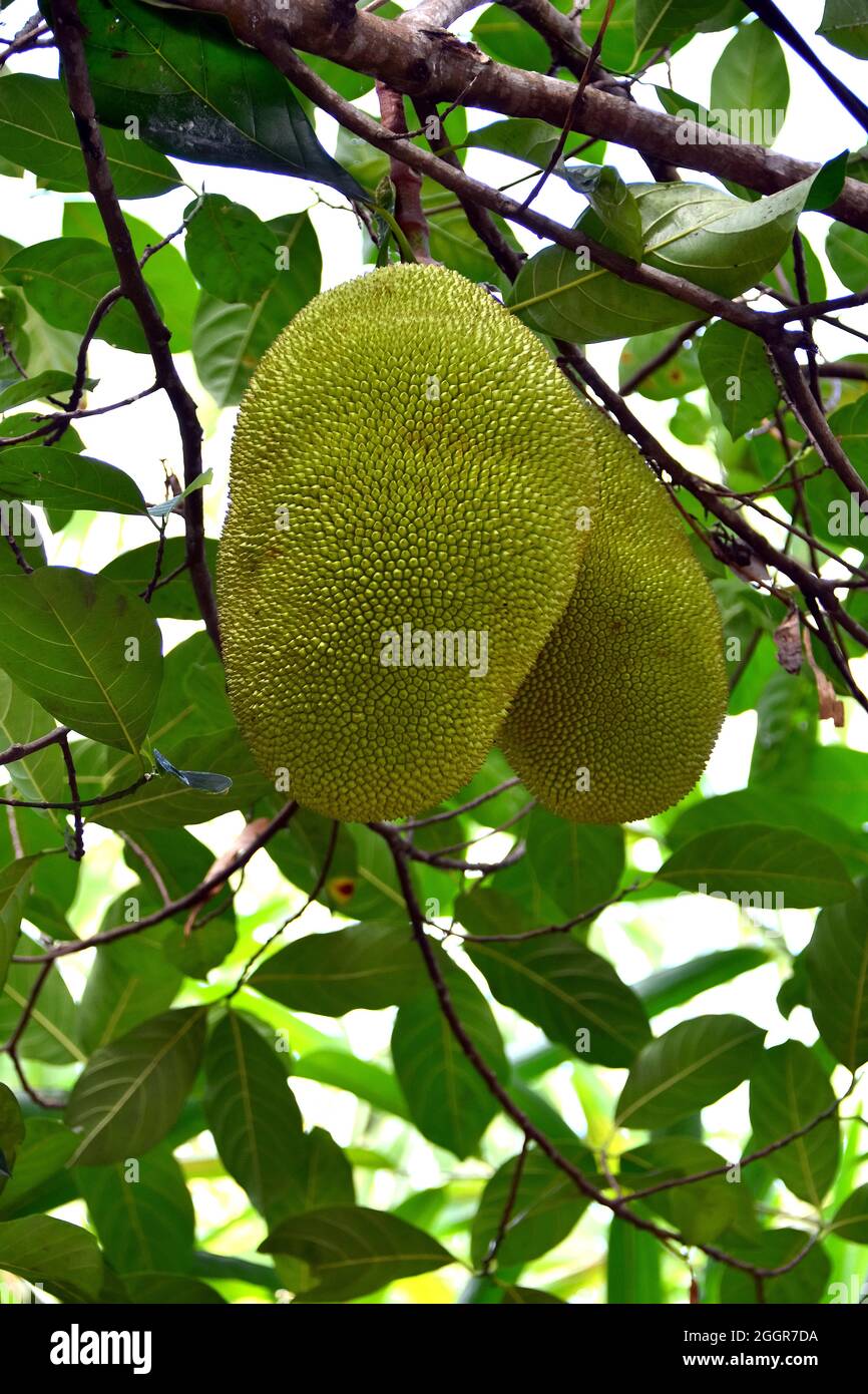 Jackfruit, jack tree, Jackfruchtbaum, Jackfrucht, Artocarpus ...