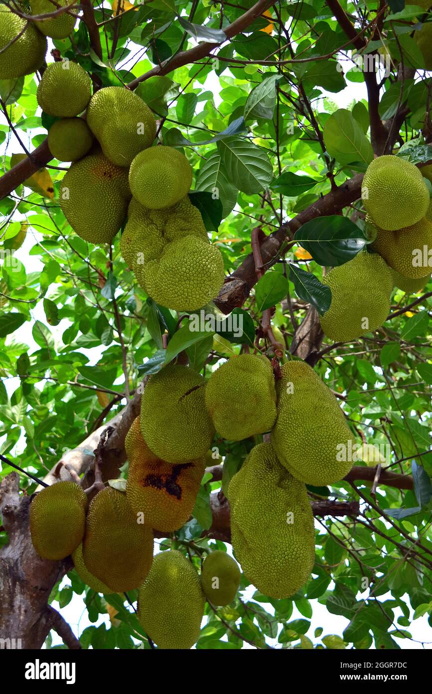 Jackfruit, jack tree, Jackfruchtbaum, Jackfrucht, Artocarpus ...