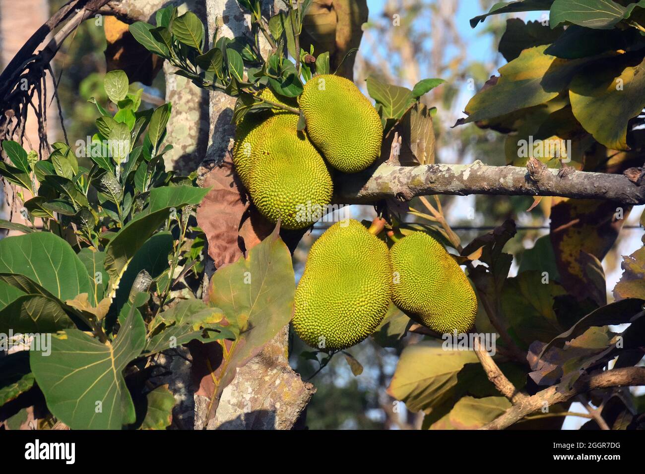 Jackfruit, jack tree, Jackfruchtbaum, Jackfrucht, Artocarpus ...