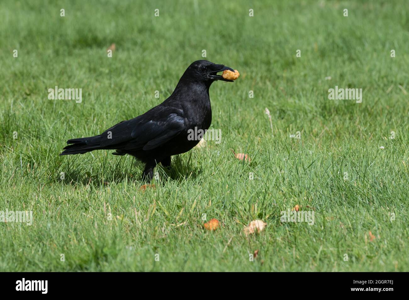 A crow in Myrtle Edwards Park eating a tater tot Stock Photo - Alamy