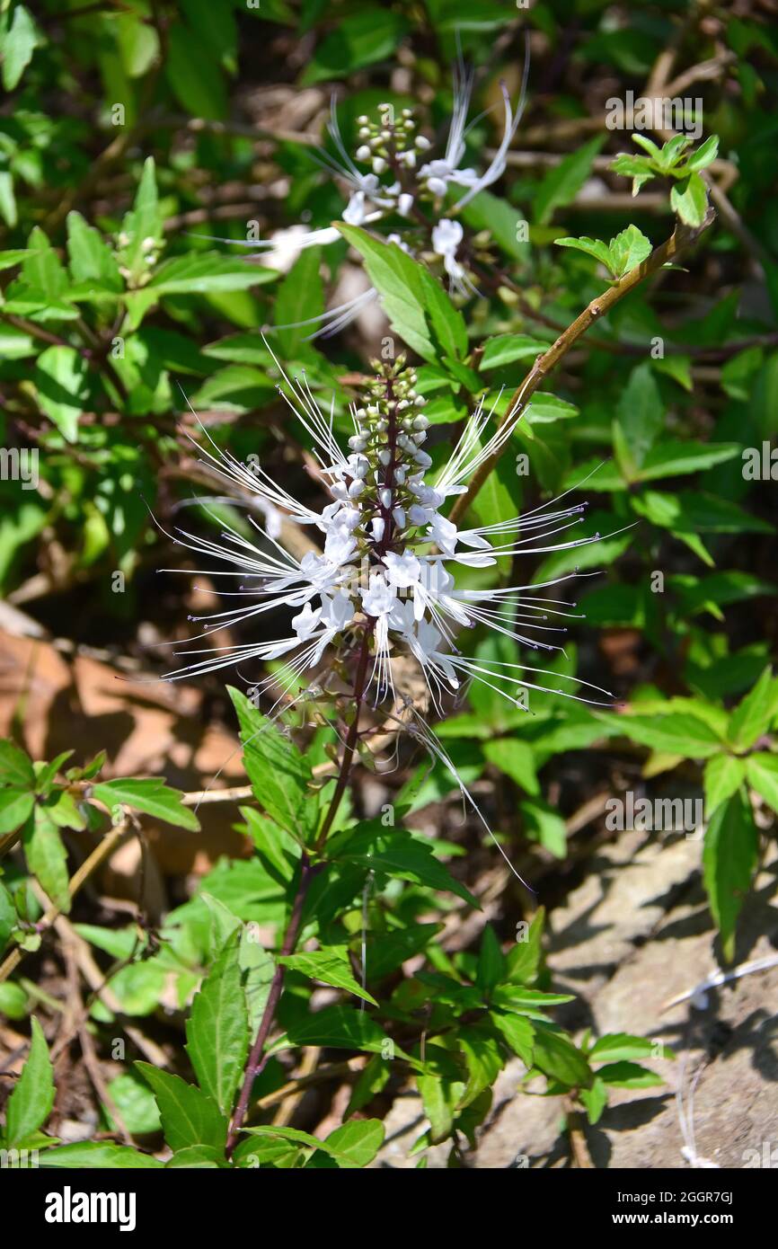 Orthosiphon aristatus, jávai tea, Indonesia, Asia Stock Photo - Alamy