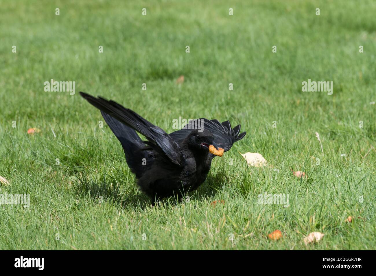 A crow in Myrtle Edwards Park eating a tater tot Stock Photo - Alamy
