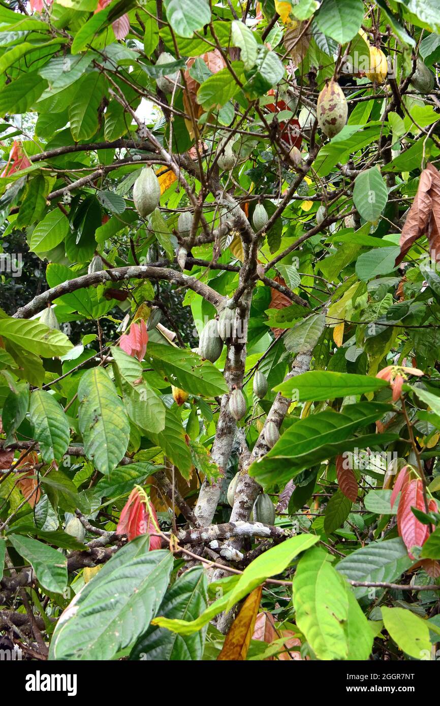 cacao tree, cocoa tree, Kakaobaum, cacaoyer, Theobroma cacao, kakaó ...