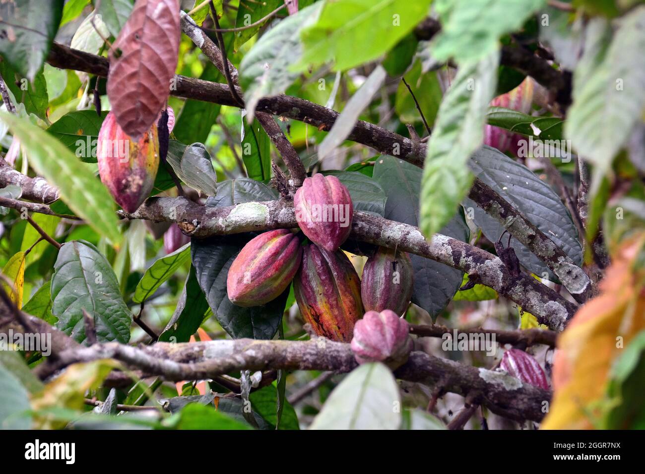 Cacaotier hi-res stock photography and images - Alamy