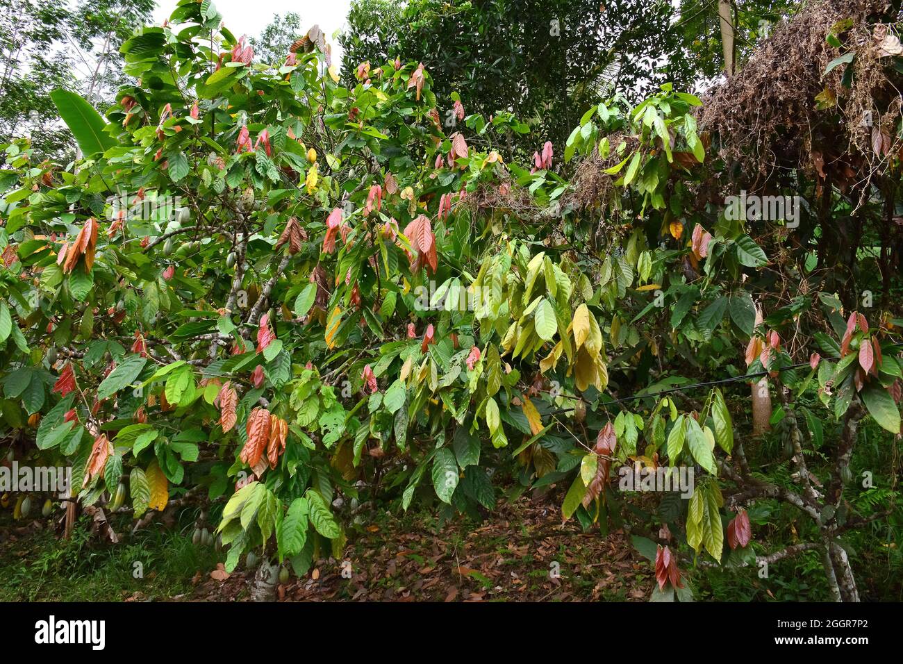 cacao tree, cocoa tree, Kakaobaum, cacaoyer, Theobroma cacao, kakaó, Indonesia, Asia Stock Photo ...