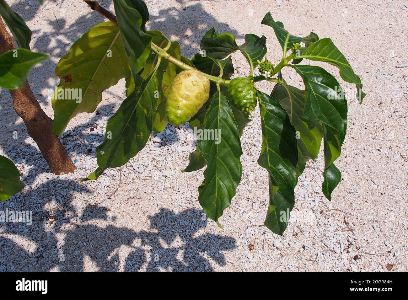 great morinda, Indian mulberry, noni, beach mulberry, and cheese fruit ...