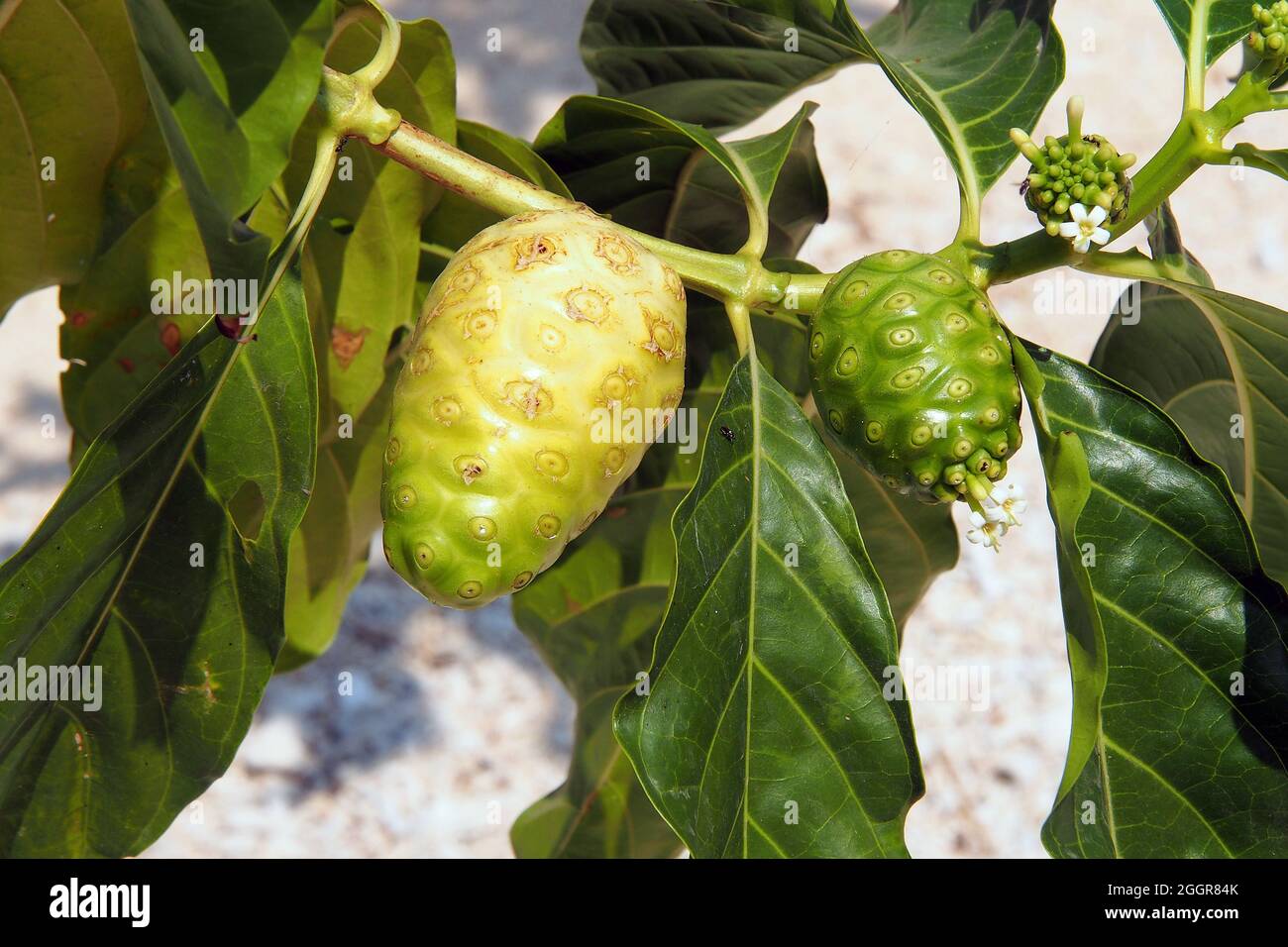 great morinda, Indian mulberry, noni, beach mulberry, and cheese fruit ...