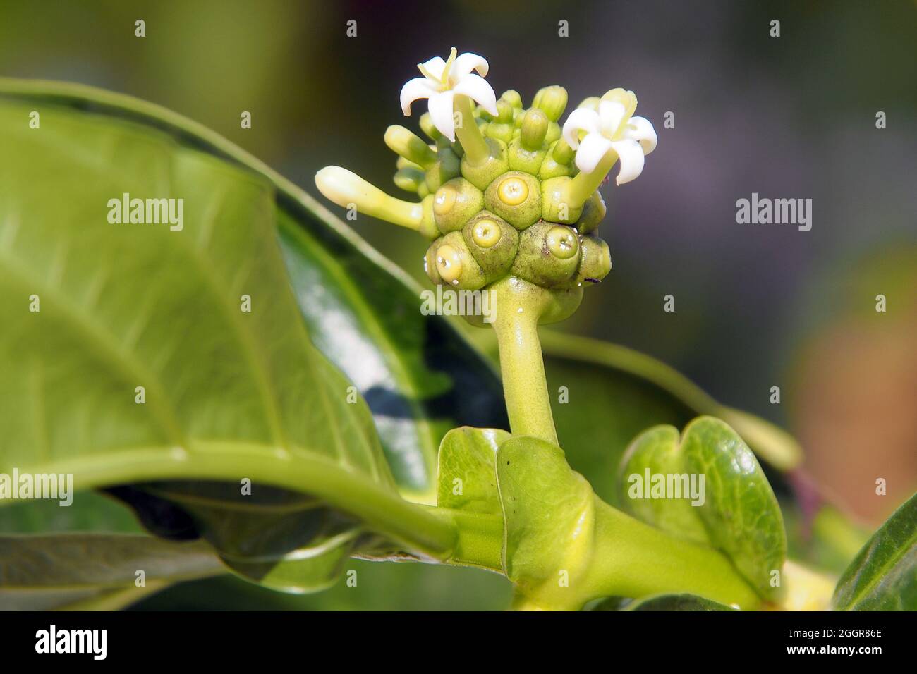 Nonibaum hi-res stock photography and images - Alamy
