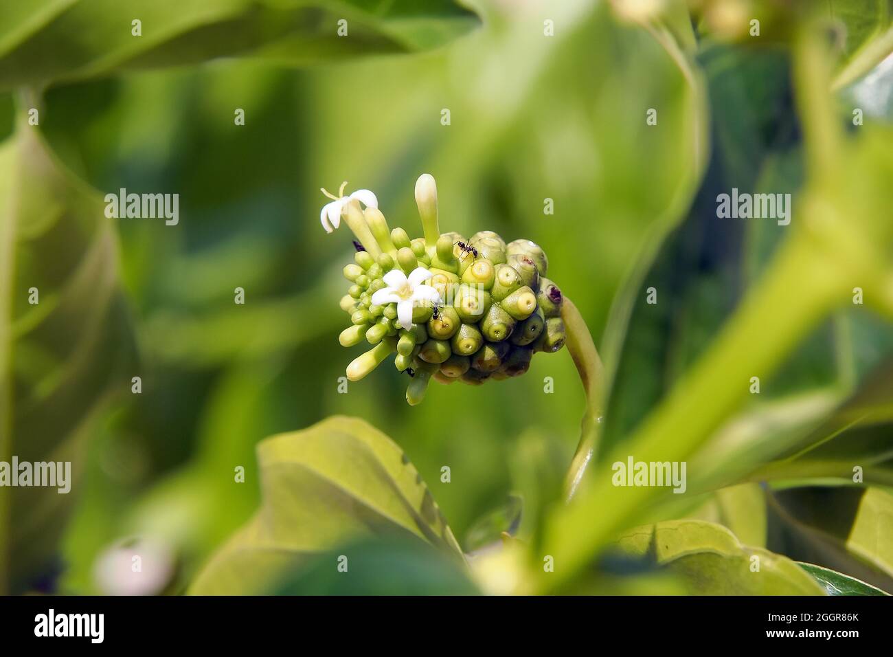 great morinda, Indian mulberry, noni, beach mulberry, and cheese fruit ...