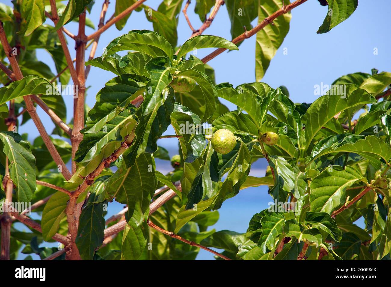 great morinda, Indian mulberry, noni, beach mulberry, and cheese fruit ...