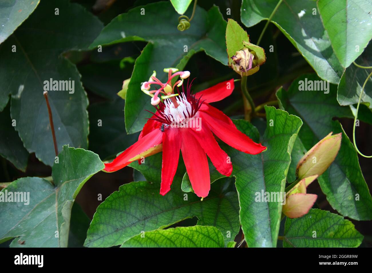 Scarlet passion flower, Red passion flower, Passiflora miniata, piros ...