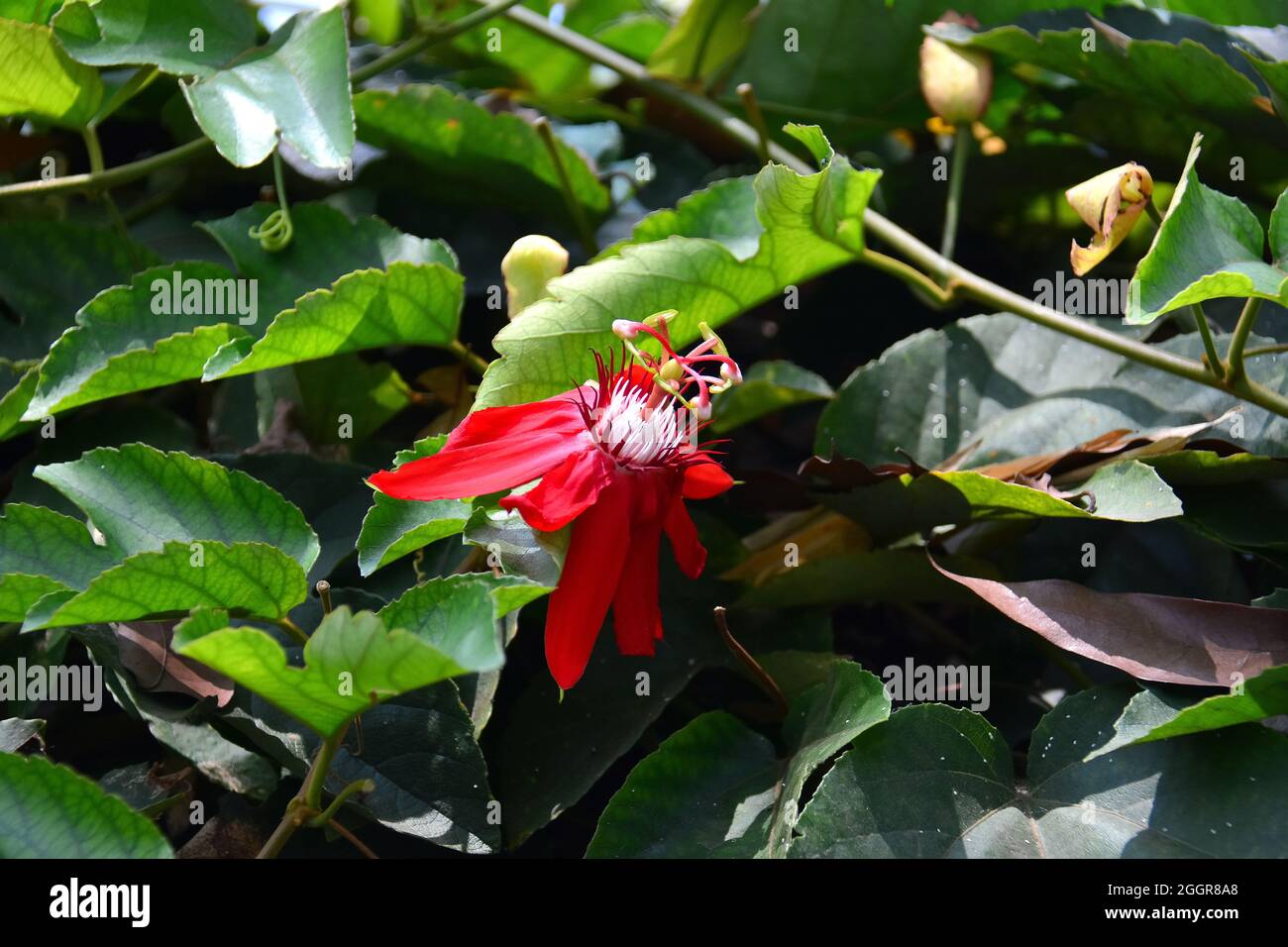 Scarlet passion flower, Red passion flower, Passiflora miniata, piros ...
