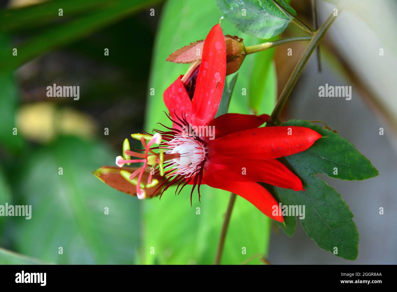 Scarlet passion flower, Red passion flower, Passiflora miniata, piros ...