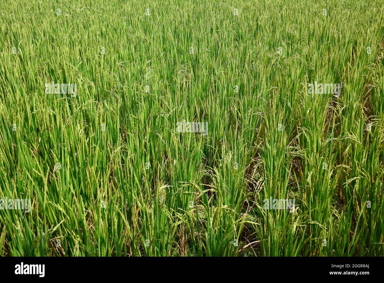rice, Reis, Oryza sativa, rizs, Indonesia, Asia Stock Photo - Alamy