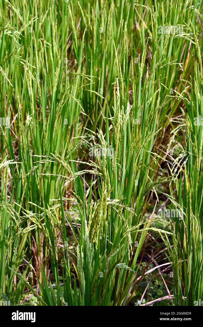 rice, Reis, Oryza sativa, rizs, Indonesia, Asia Stock Photo - Alamy