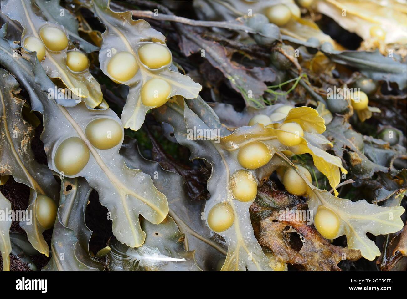 Bladder wrack seaweed hi-res stock photography and images - Alamy