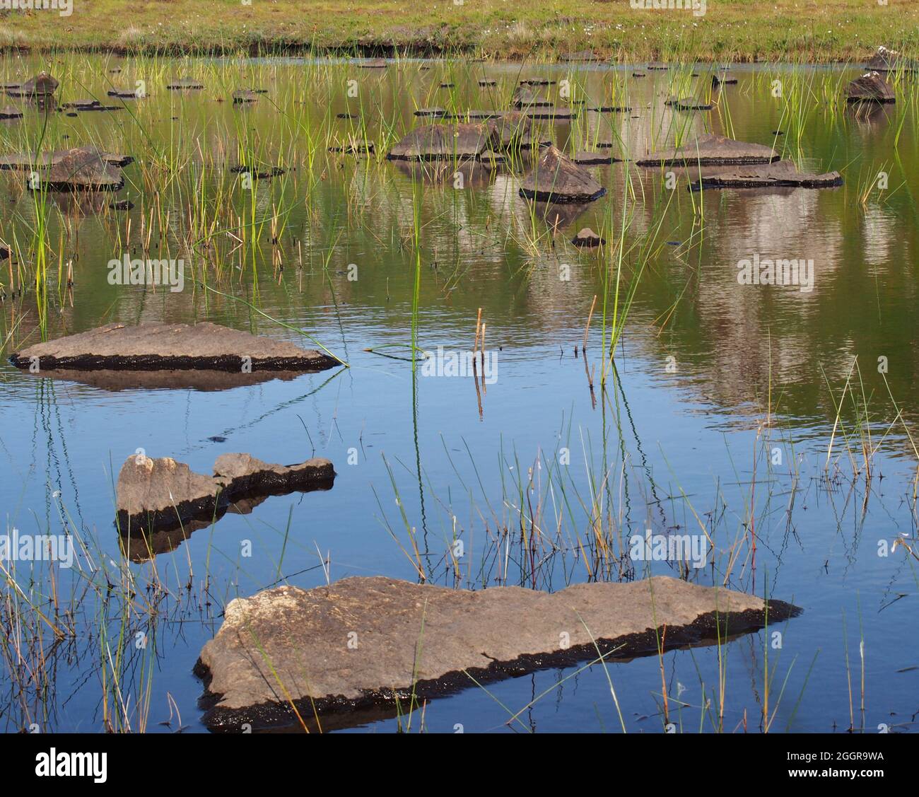 A view of rocks in a Scottish lochan surrounded by spikes of plants ...