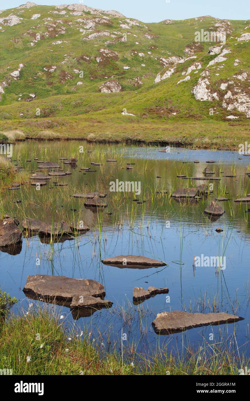 A view of rocks in a Scottish lochan surrounded by spikes of plants ...