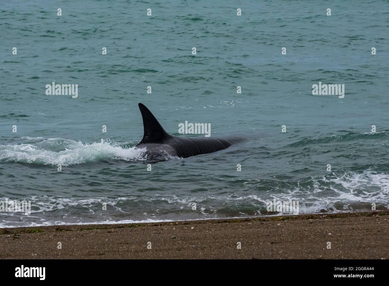 Killer whale hunting sea lions hi-res stock photography and images - Alamy