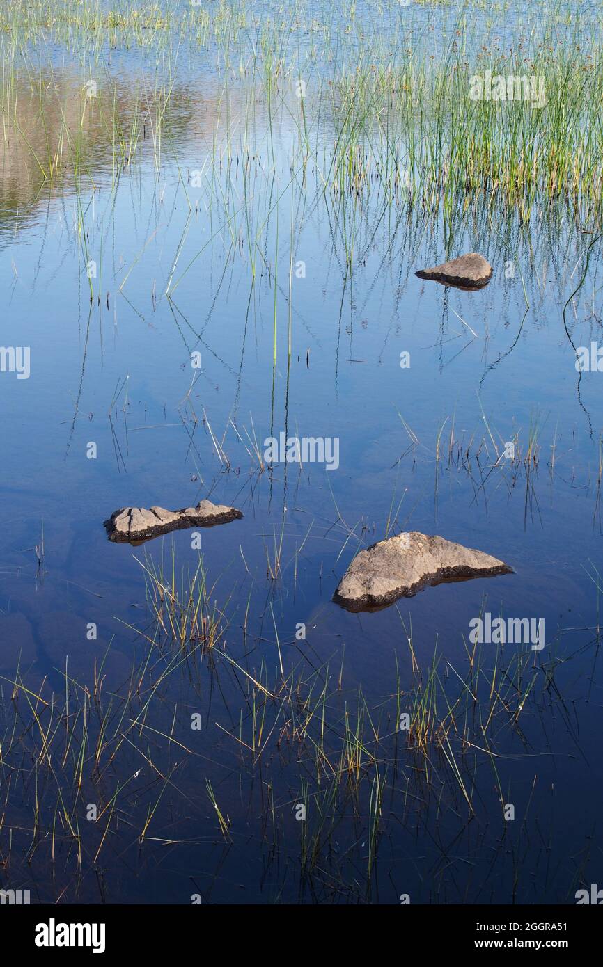 A view of rocks in a Scottish lochan surrounded by spikes of plants ...