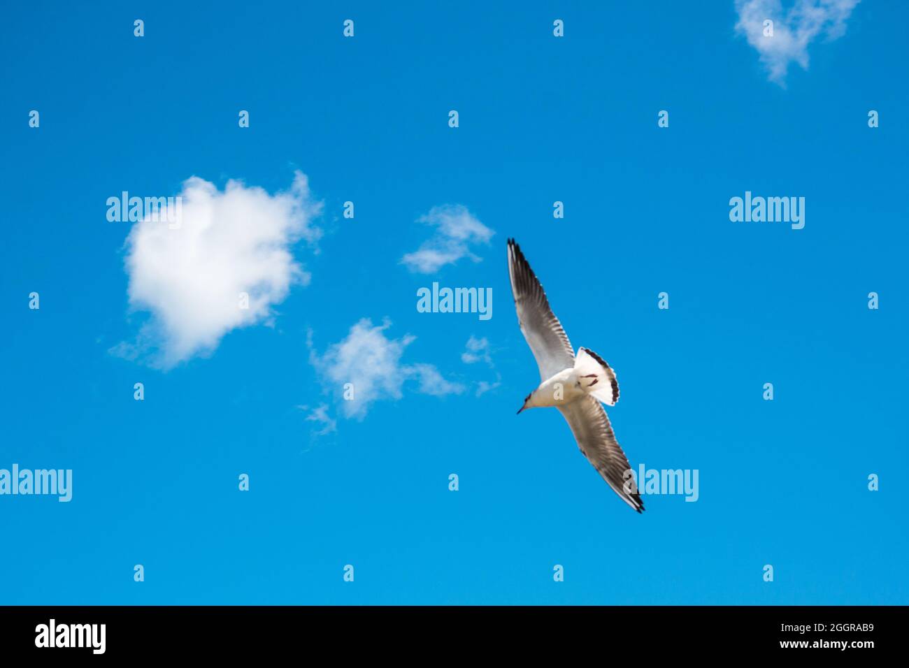 Unchained animal hi-res stock photography and images - Alamy