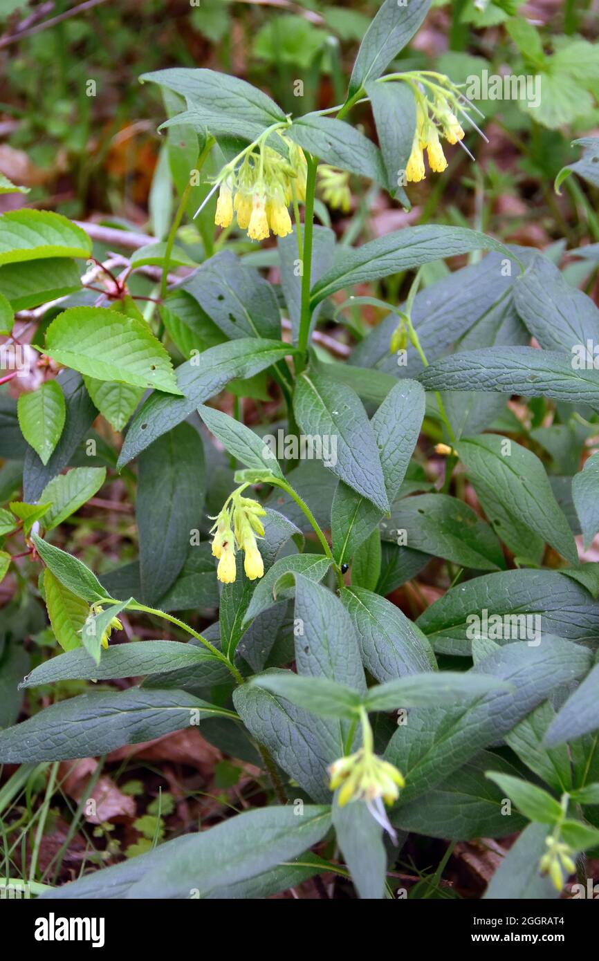 tuberous comfrey, Knoten-Beinwell, Knotige Wallwurz, Consoude à ...