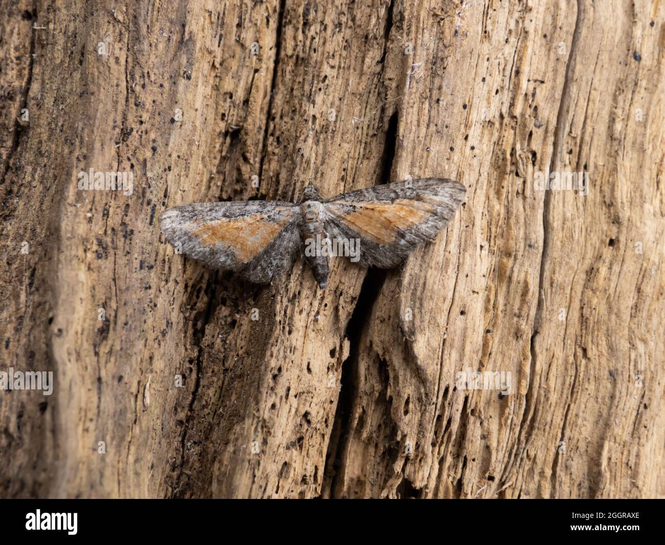 Tawny eupithecia moth hi-res stock photography and images - Alamy