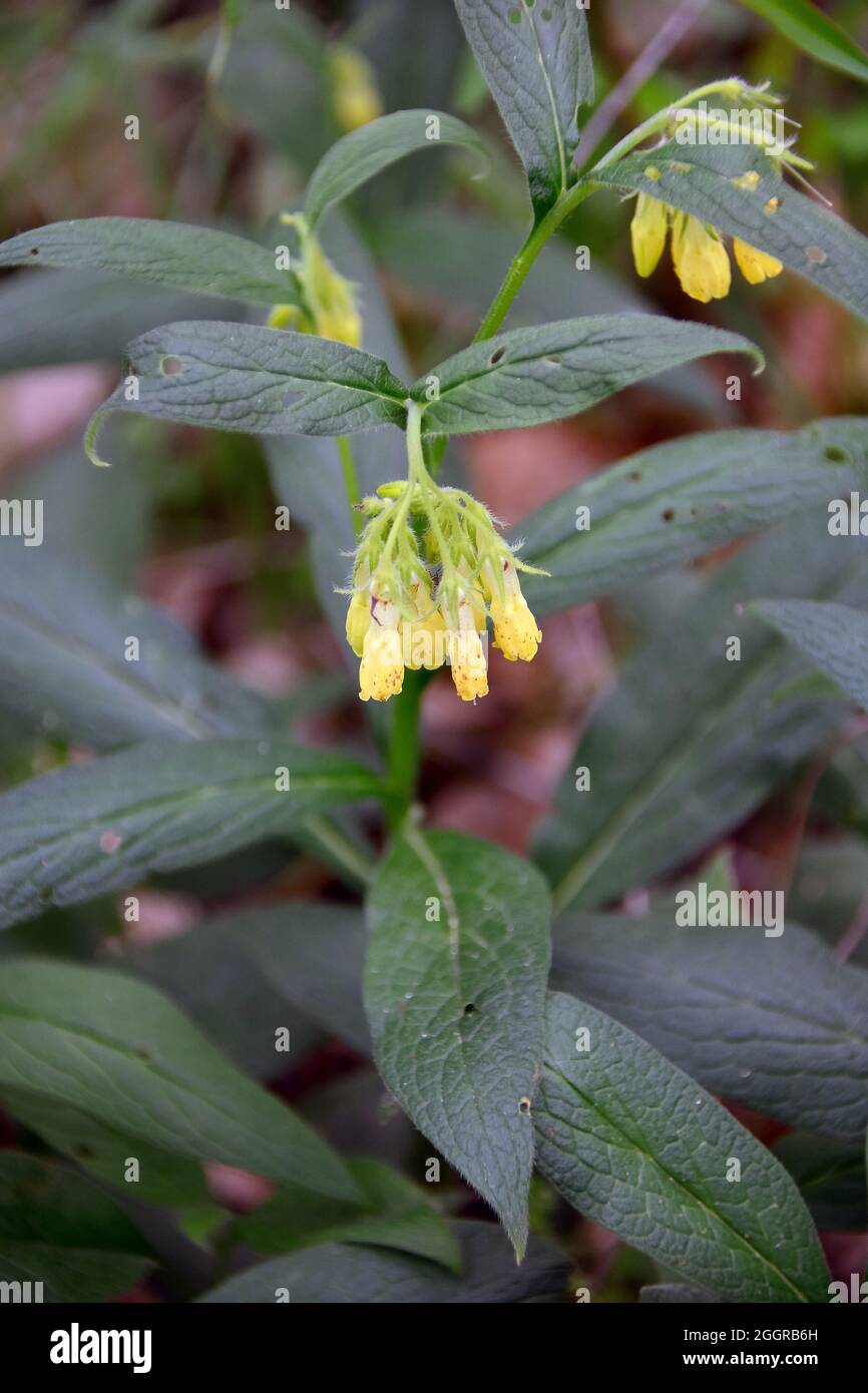 Knoten beinwell hi-res stock photography and images - Alamy