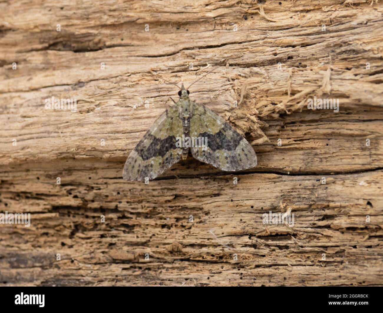Acasis viretata, the Yellow-barred Brindle Moth, perched on a log Stock ...